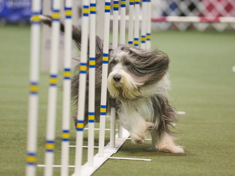 AKC Agility Invitational – American Kennel Club