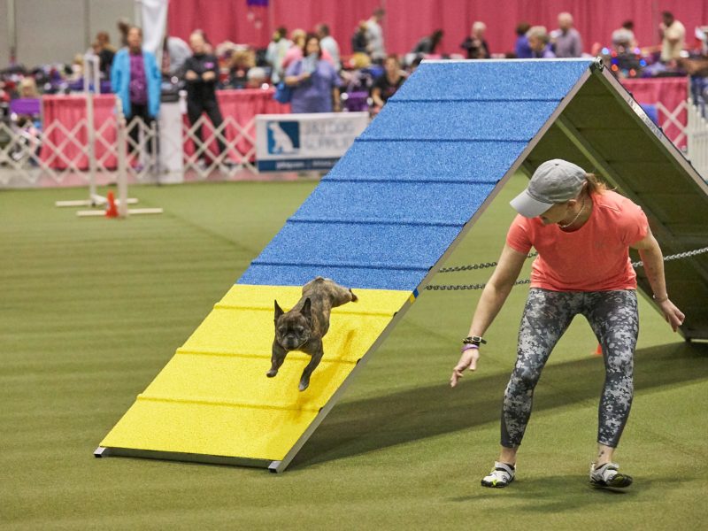 AKC Agility Invitational – American Kennel Club
