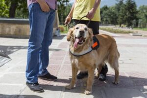 Seizure Dogs: What are They and What do They Do?
