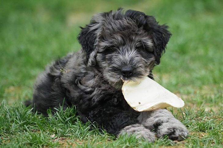 Bergamasco Sheepdog Puppies For Sale - AKC PuppyFinder
