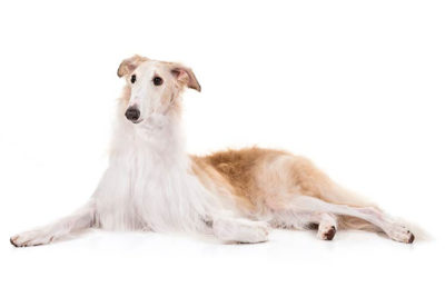 Borzoi Pictures - American Kennel Club
