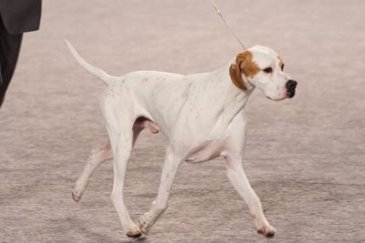 Pointer Pictures - American Kennel Club