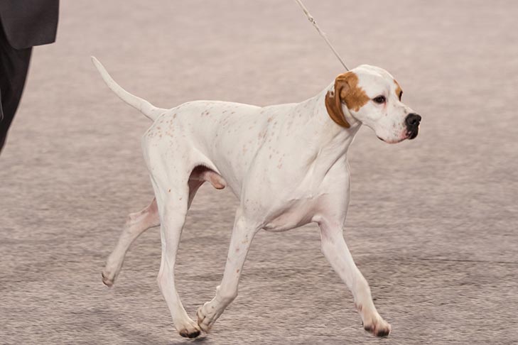 Pointer Dog Breed Information