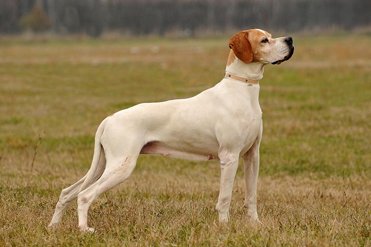 Pointer Dog Breed Information
