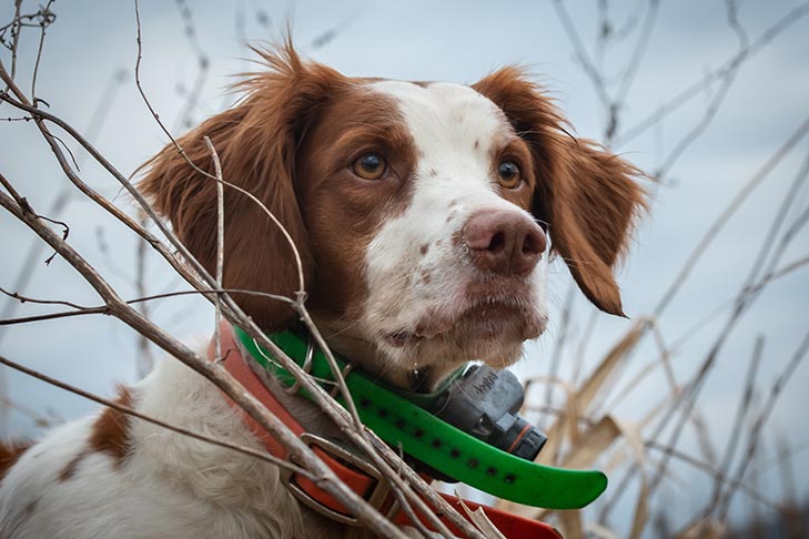 Brittany Dog Breed Information
