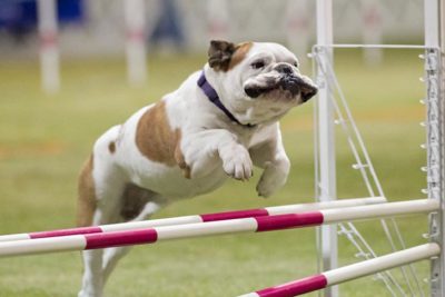 Bulldog Pictures - American Kennel Club