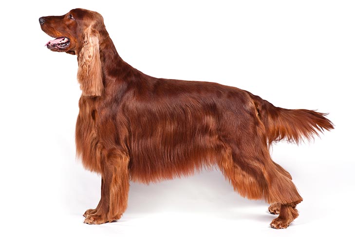 Irish Setter Dog Breed Information