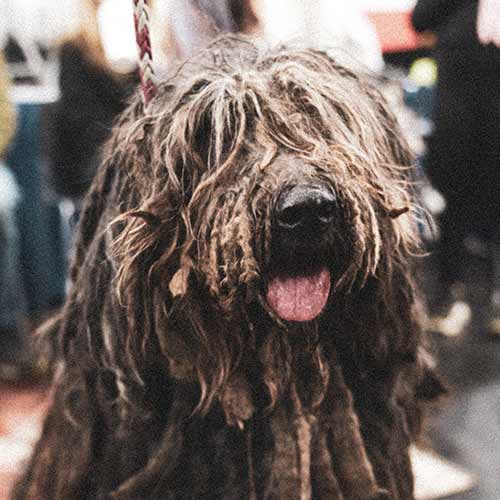 Bergamasco Sheepdog Dog Breed Information