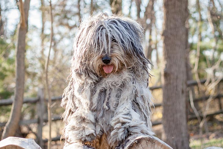 Bergamasco Sheepdog Dog Breed Information
