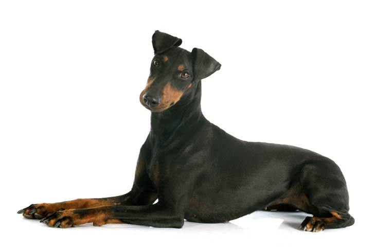 Manchester Terrier Dog Breed Information