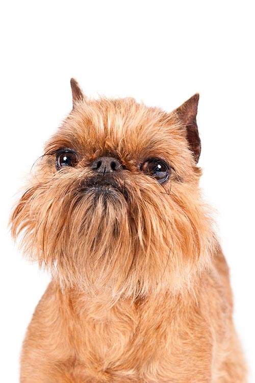 Brussels Griffon Dog Breed Information