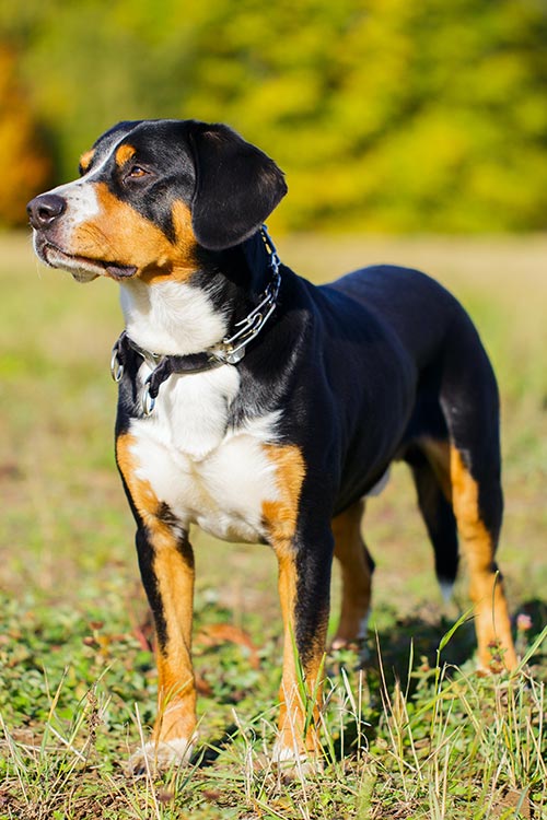 Entlebucher Mountain Dog Dog Breed Information