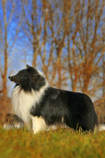 Collie vs. Shetland Sheepdog: How to Tell the Difference