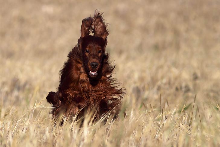 Irish Setter Dog Breed Information