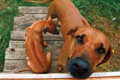 Rhodesian Ridgeback Pictures - American Kennel Club