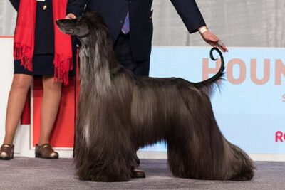 Afghan Hound Pictures - American Kennel Club