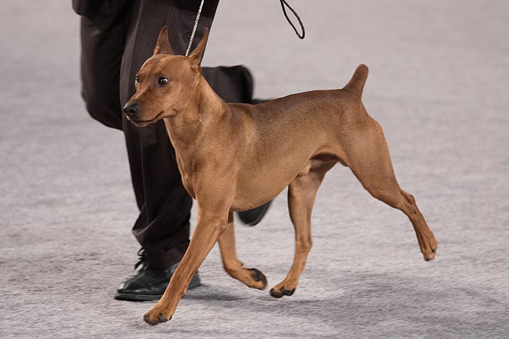 German Pinscher Dog Breed Information
