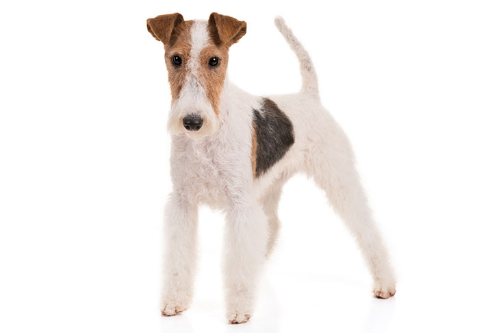 Wire Fox Terrier Dog Breed Information