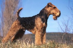 Terrier Group – American Kennel Club