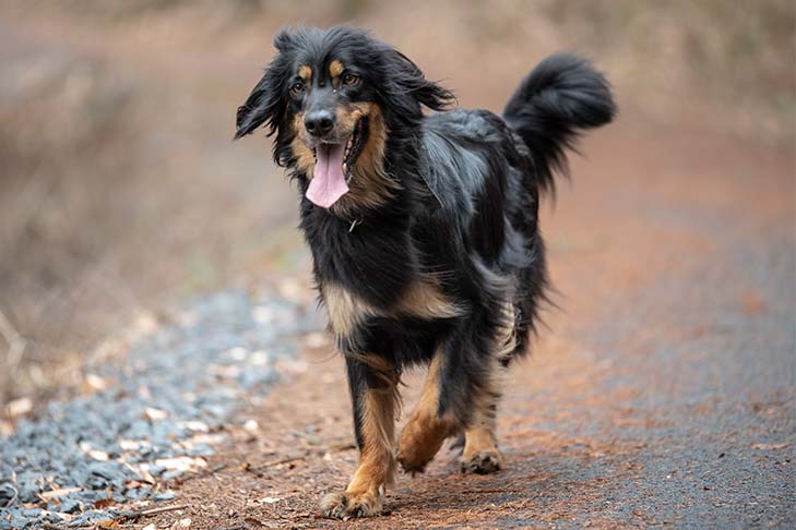 Hovawart Dog Breed Information - American Kennel Club
