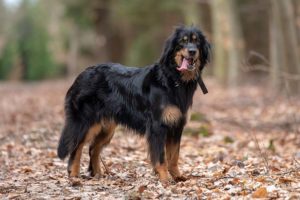 Best Guard Dogs – Page 2 of 3 – American Kennel Club