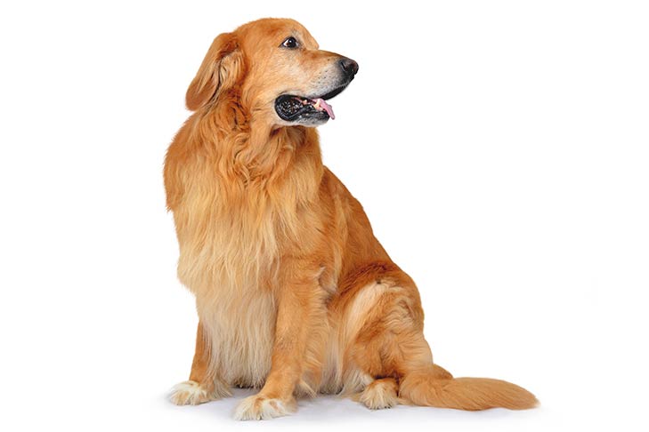 Hovawart Dog Breed Information - American Kennel Club
