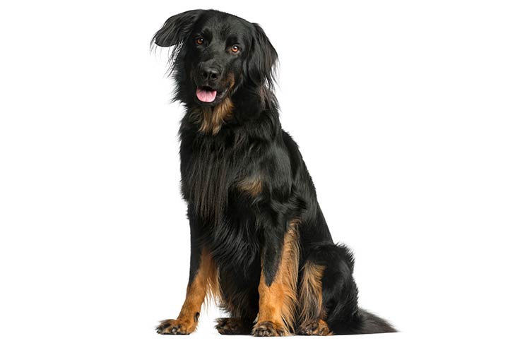Hovawart Pictures - American Kennel Club