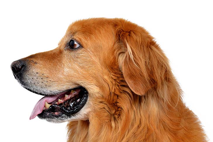 Hovawart Dog Breed Information - American Kennel Club