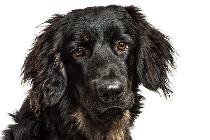Hovawart Dog Breed Information - American Kennel Club