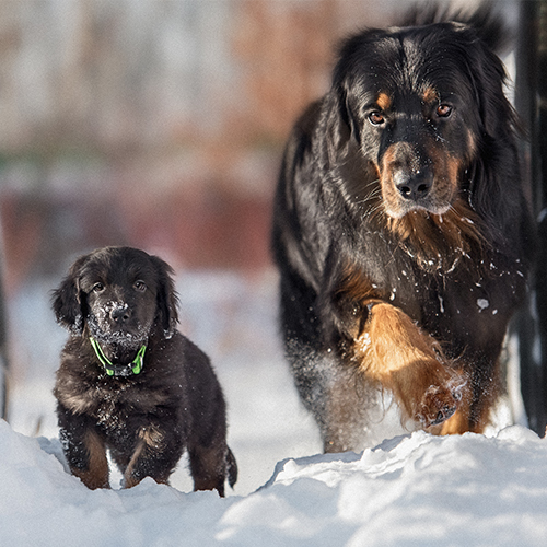 Hovawart Dog Breed Information - American Kennel Club