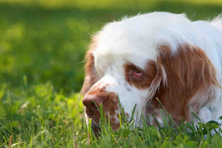 Clumber Spaniel Dog Breed Information