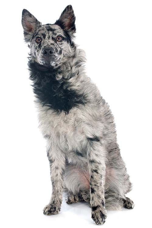 Mudi Dog Breed Information - American Kennel Club