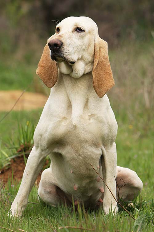 Porcelaine Dog Breed Information - American Kennel Club