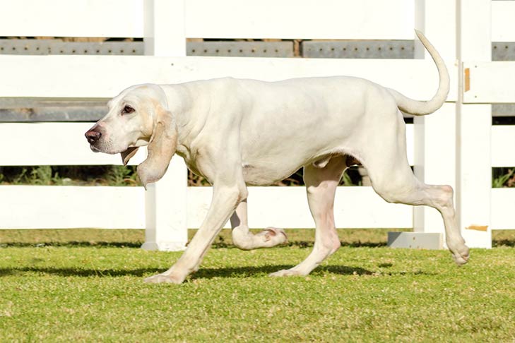 Porcelaine Dog Breed Information - American Kennel Club