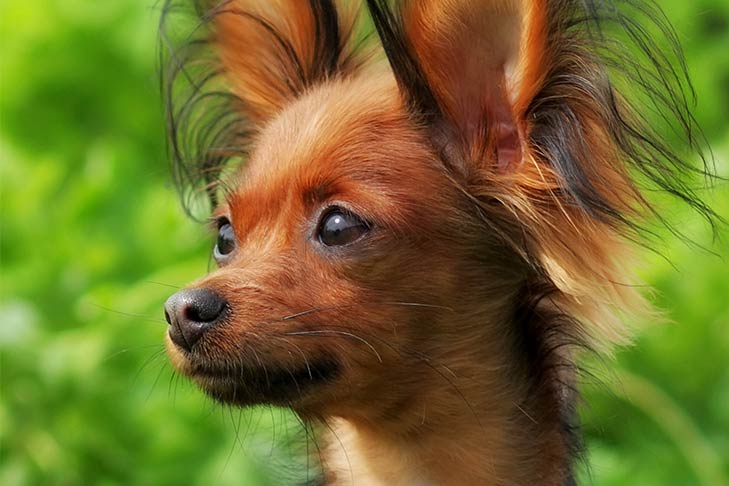 Russian Toy Dog Breed Information - American Kennel Club