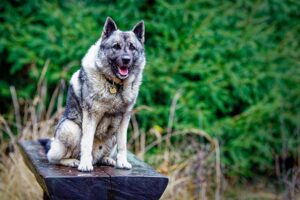 Meet the Spectacular Spitz Breeds — American Kennel Club