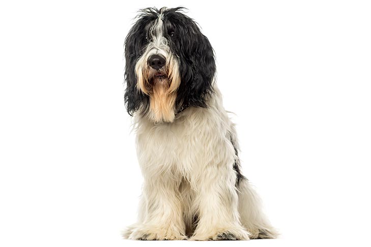 Schapendoes Dog Breed Information - American Kennel Club