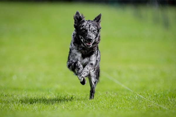 Mudi Pictures - American Kennel Club