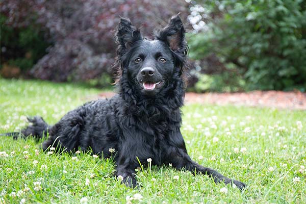 Mudi Pictures - American Kennel Club