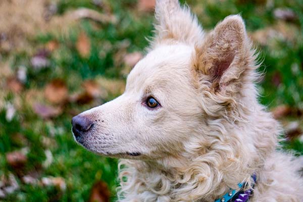 Mudi Pictures - American Kennel Club
