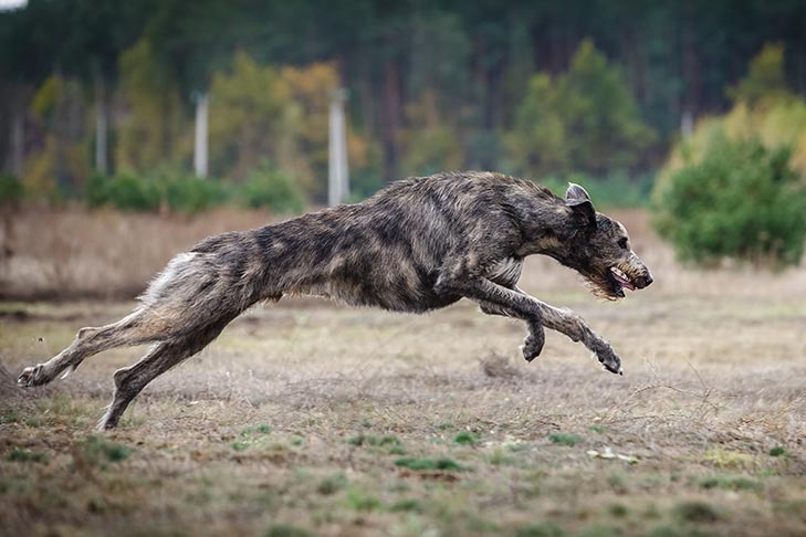 Irish Wolfhound Dog Breed Information