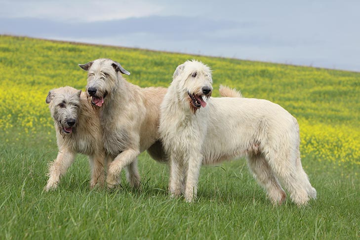 Irish Wolfhound Dog Breed Information