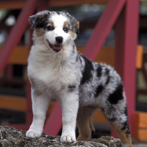 Australian Shepherd Dog Breed Information