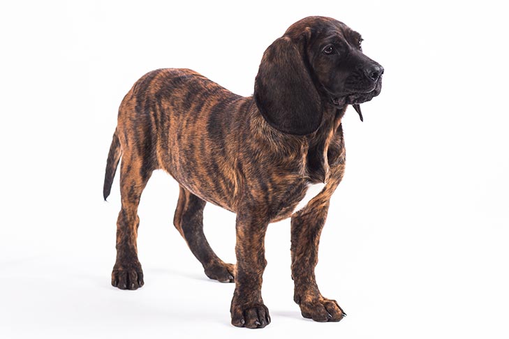 Hanoverian Scenthound Dog Breed Information - American Kennel Club