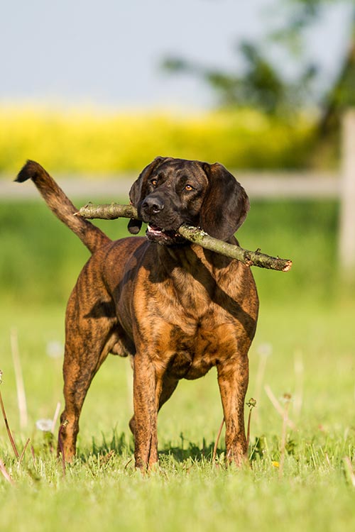 Hanoverian Scenthound Dog Breed Information - American Kennel Club