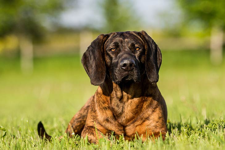 Hanoverian Scenthound Dog Breed Information - American Kennel Club