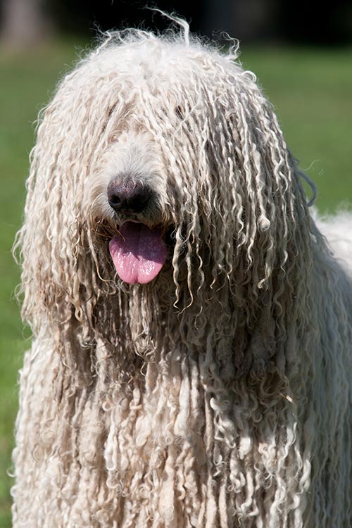 Komondor Dog Breed Information