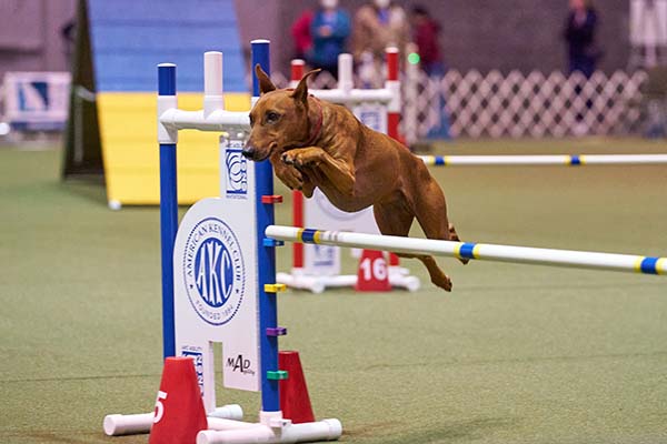 German Pinscher Pictures - American Kennel Club