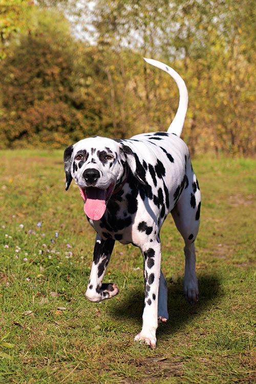 Dalmatian Dog Breed Information