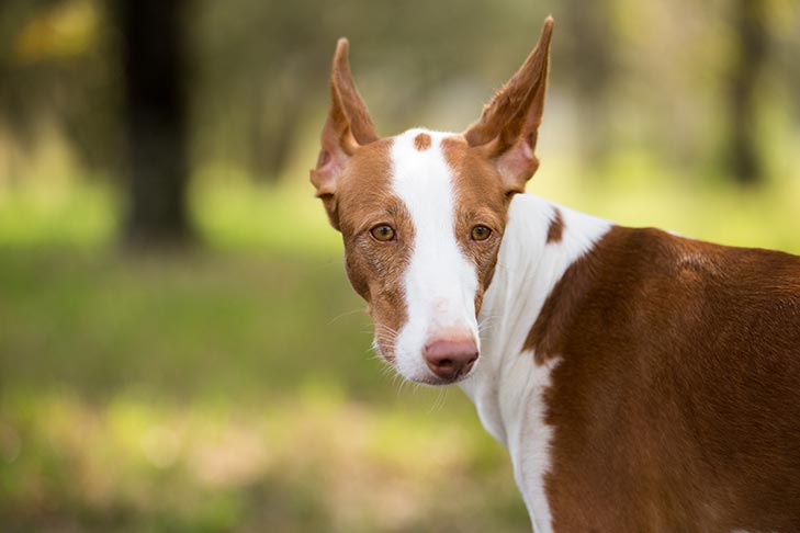 Ibizan Hound Dog Breed Information